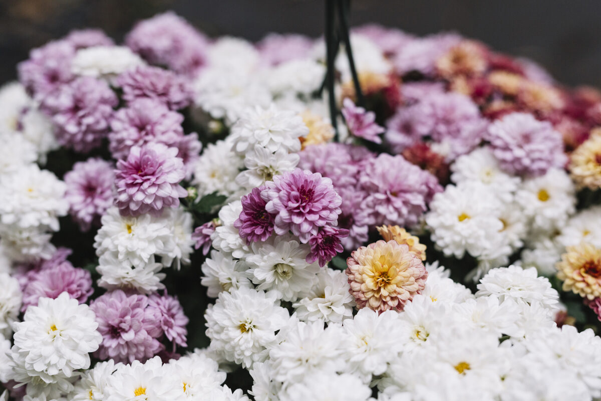 Floriografi — Mempelajari Bunga dan Maknanya - Toko Bunga Bangkok